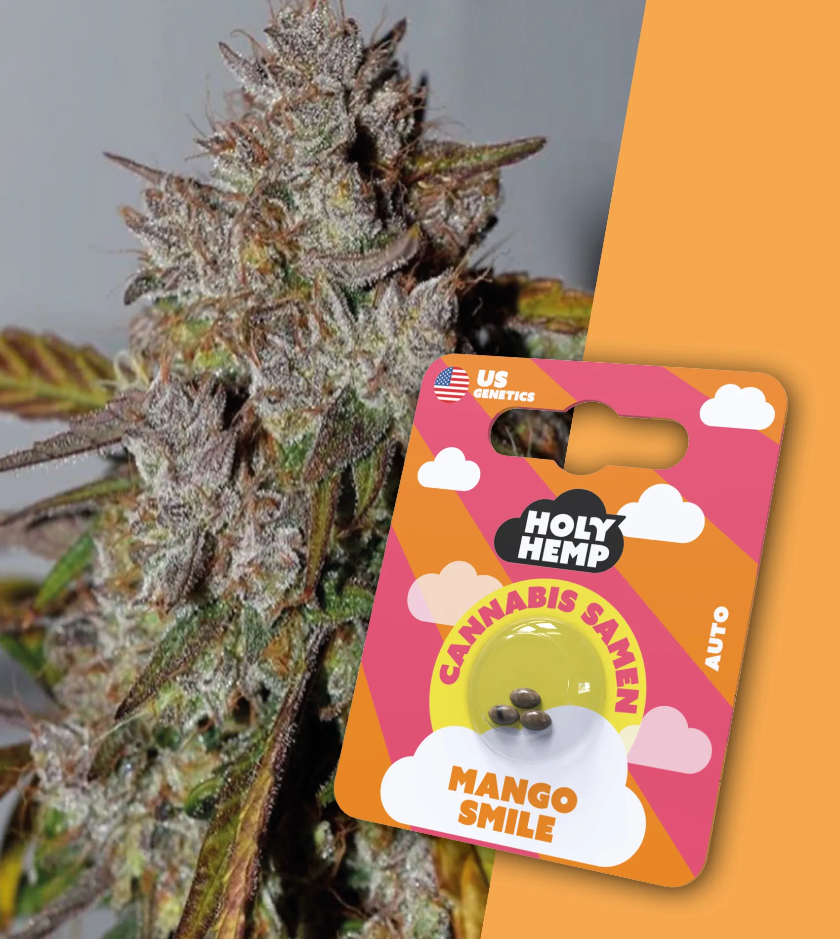 Mango Smile | Cali Seeds - Hochpotente feminisierte THC-Samen
